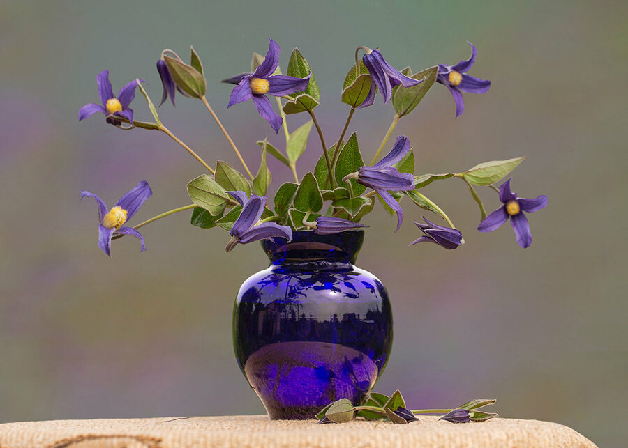 Пазл «Клематис --» из 204 элементов | Собрать онлайн пазл №216078