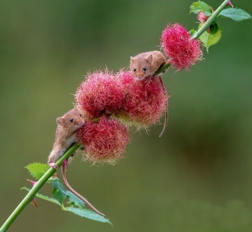 Пазл «В розовом» из 168 элементов | Собрать онлайн пазл №241829