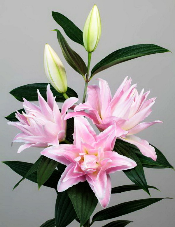 Пазл «Лилия "Лавено"» из 130 элементов | Собрать онлайн пазл №257521