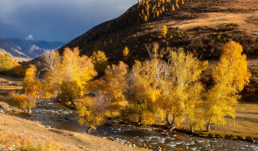 Пазл «Желтые деревья на холмах» из 170 элементов | Собрать онлайн пазл ...