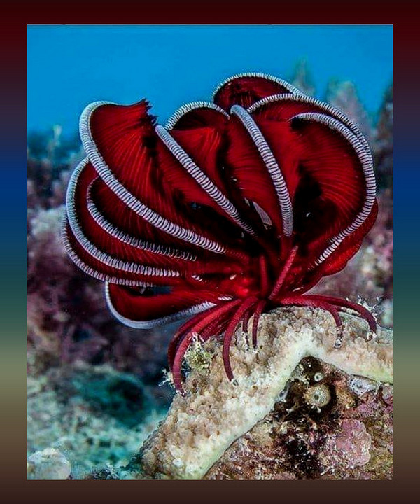 Пазл «Перьевая морская звезда» из 120 элементов | Собрать онлайн пазл ...