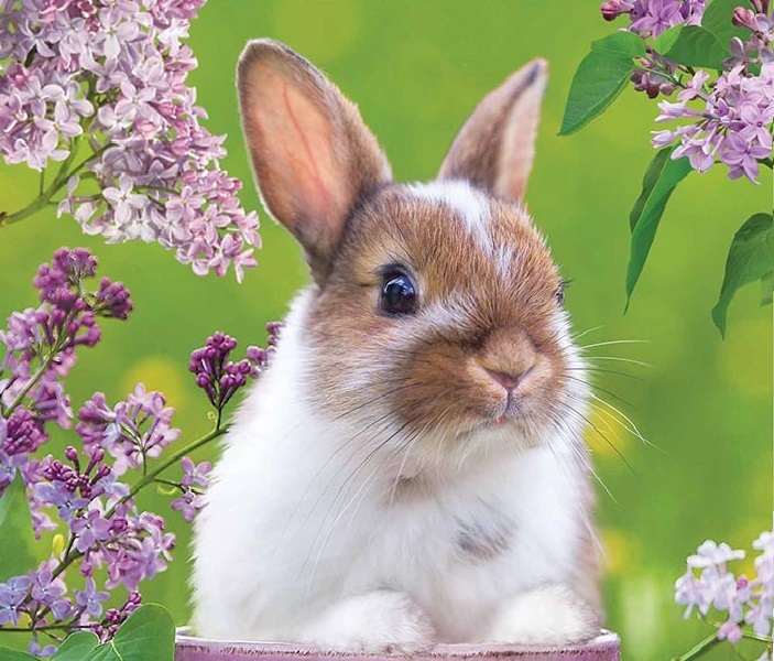 Пазл «Кролик» из 168 элементов | Собрать онлайн пазл №277487