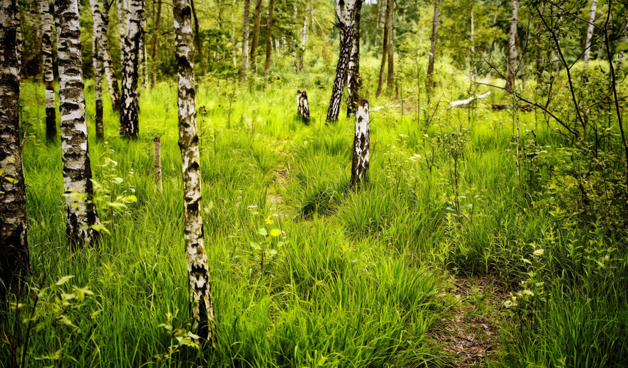 Пазл «Березы» из 170 элементов | Собрать онлайн пазл №278670