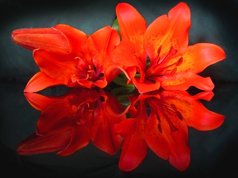 Пазл «Лилии» из 192 элементов | Собрать онлайн пазл №40023