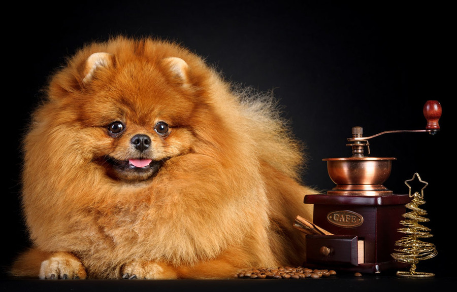 Пазл «Милый песик» из 228 элементов | Собрать онлайн пазл №40099