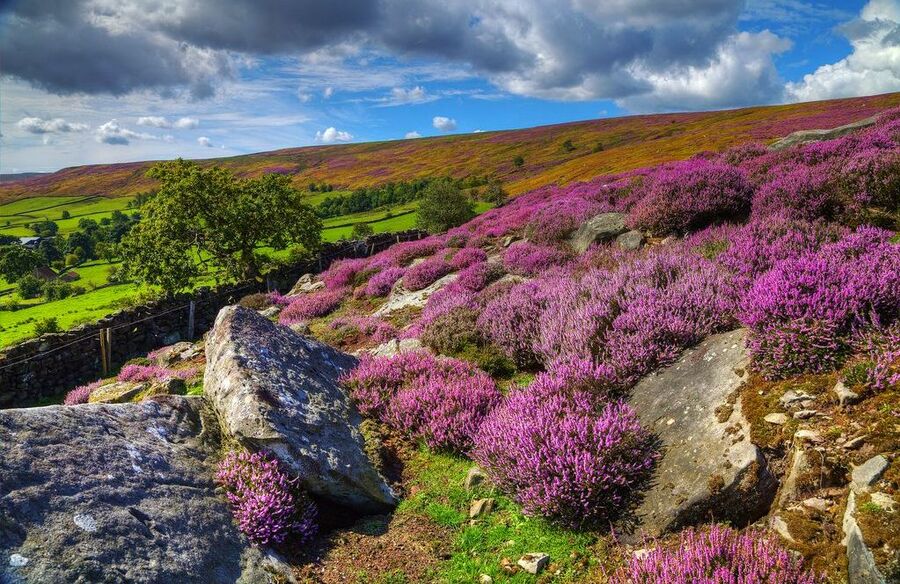 Пазл «Вересковые холмы Шотландии» из 187 элементов | Собрать онлайн ...